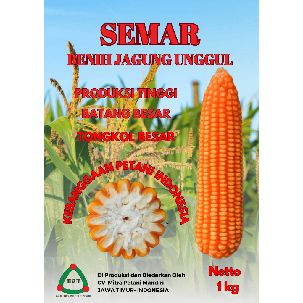 Jual BENIH JAGUNG HIBRIDA SEMAR BERSERTIFIKAT RESMI | Shopee Indonesia