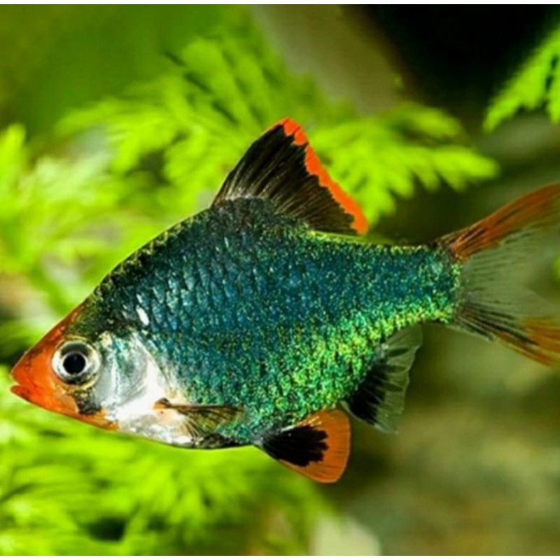 Jual Ikan Sumatera Hijau Sumatra Tiger Barb Ijo Green hiasan aquascape ...