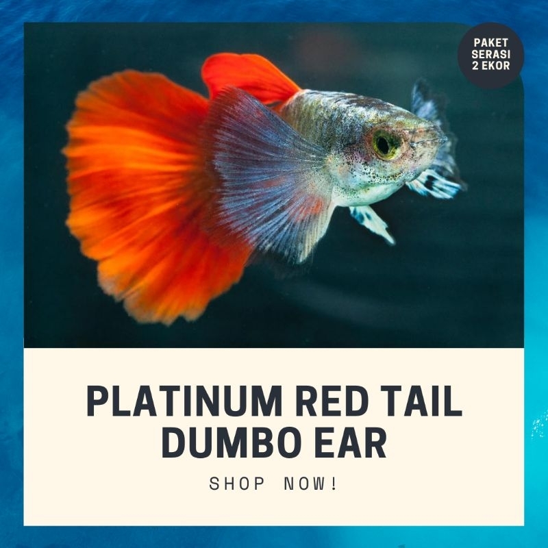 Jual Guppy Platinum Red Tail Dumbo Ear (PRTDE) | Shopee Indonesia