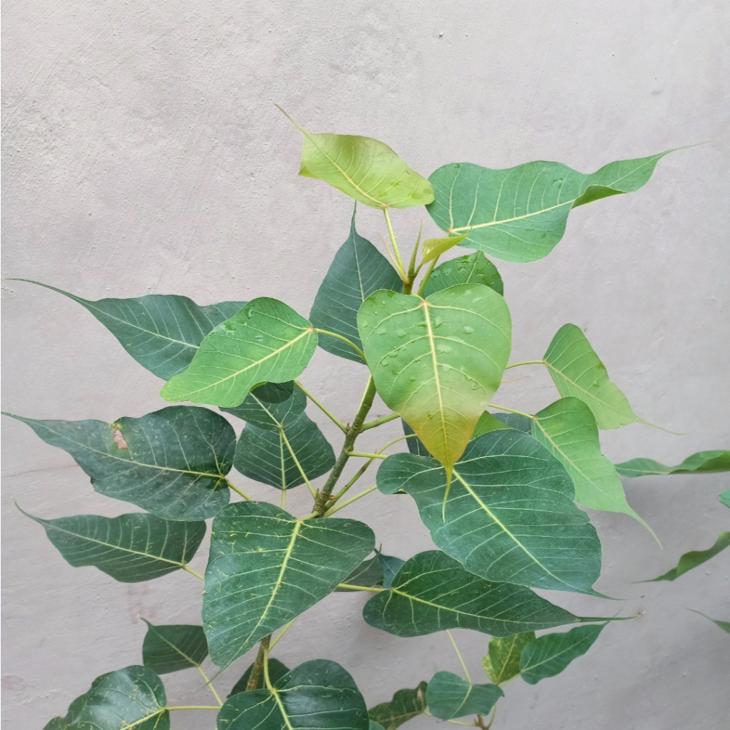Jual Bibit Tanaman / Pohon Bodhi (Ficus religiosa) Asli | Shopee Indonesia