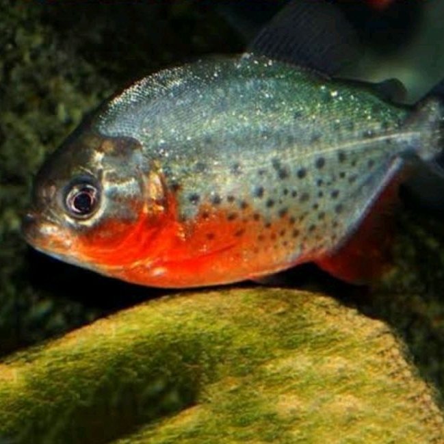 Jual ikan hias red belly | Shopee Indonesia