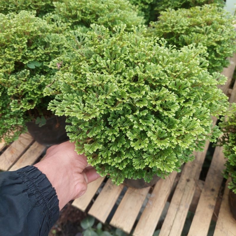 Jual Tanaman hias lumut Ambon / rumput Papua ( Selaginellaapoda )/ Ande ...