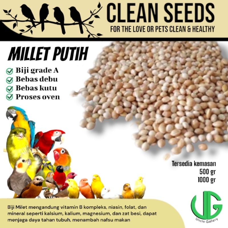 Jual biji millet putih bersih proses oven pakan burung kenari finch ...