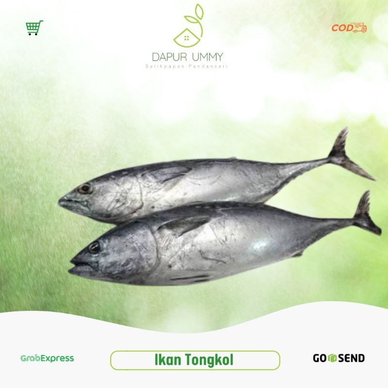 Jual TONGKOL | Ikan Tongkol Besar Segar 1kg | Shopee Indonesia