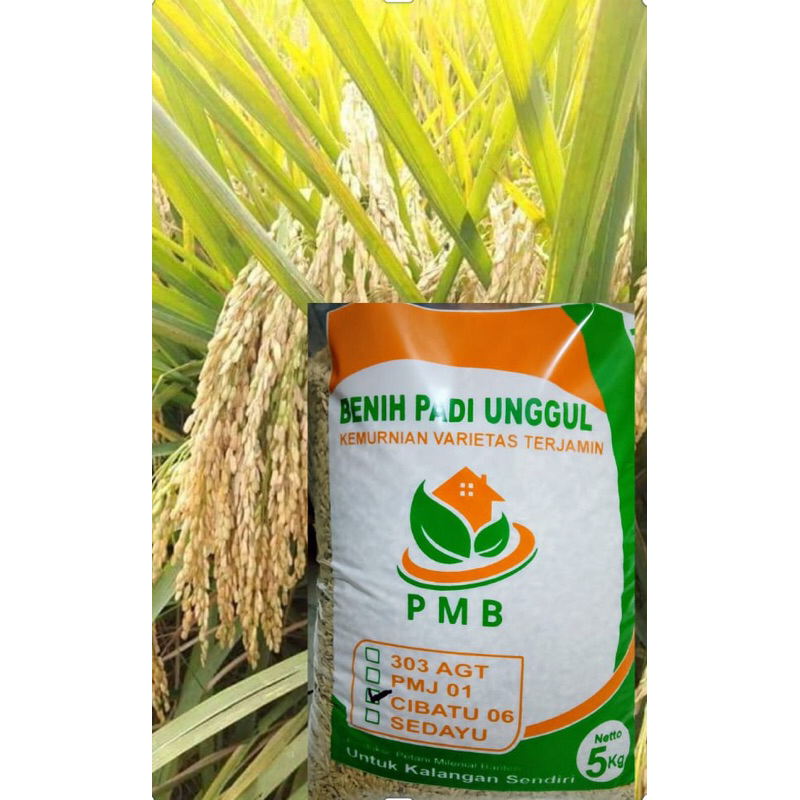 Jual Benih Padi Unggul Cibatu 06 original 5kg | Shopee Indonesia
