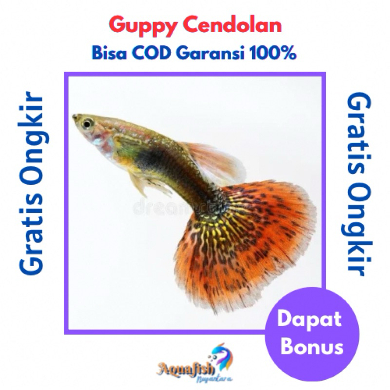 Jual Guppy cobra/Dragon Cendolan murah | Shopee Indonesia