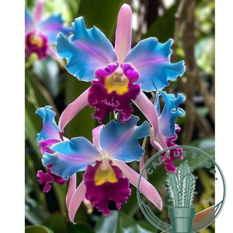 Jual PROMO BUNGA ANGGREK DENDROBIUM DEWASA -TANAMAN HIAS HIDUP ANGGREK ...