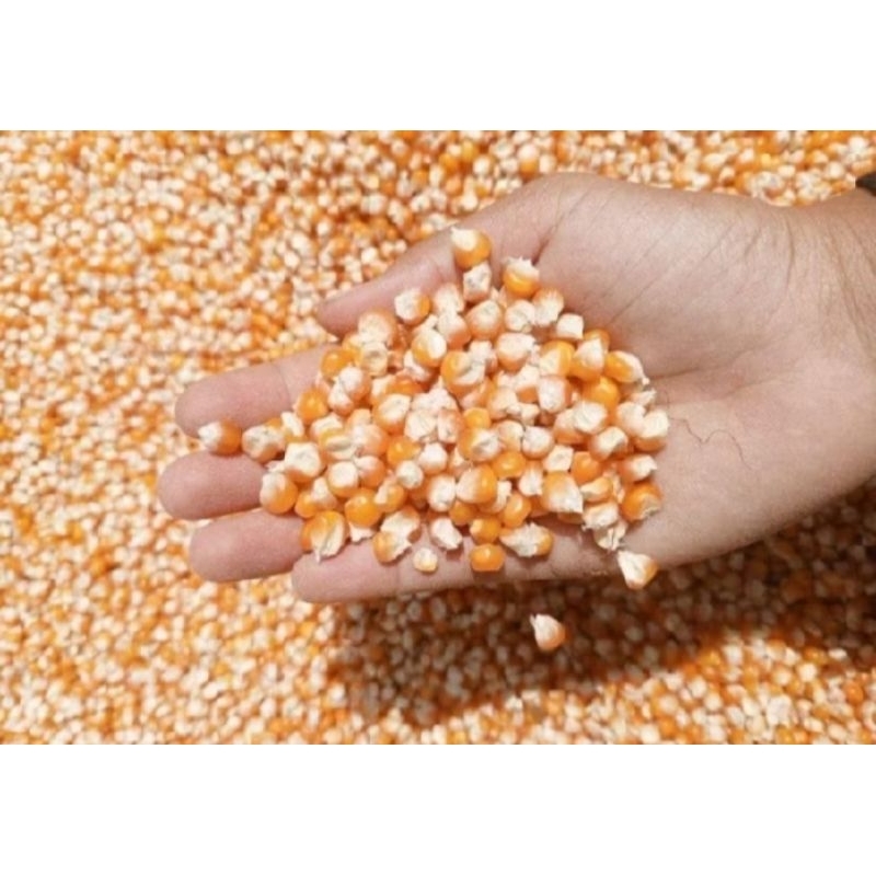 Jual Jagung pakan burung merpati 1kg | Shopee Indonesia