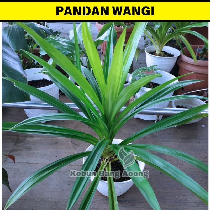 Jual Tanaman Pandan Wangi Pandan Rempai Pondang Pandan Arum Sebagai ...