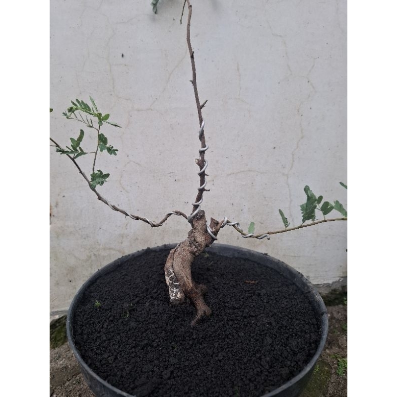 Jual bonsai asem jawa | Shopee Indonesia