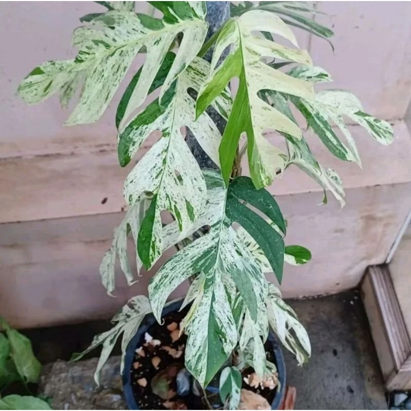 Jual Tanaman Hias Epip Varigata Marble/Epipremnun Marble | Shopee Indonesia