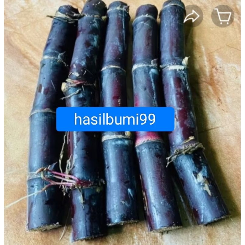 Jual stek bibit batang tebu hitam atau tebu Ireng isi5 | Shopee Indonesia