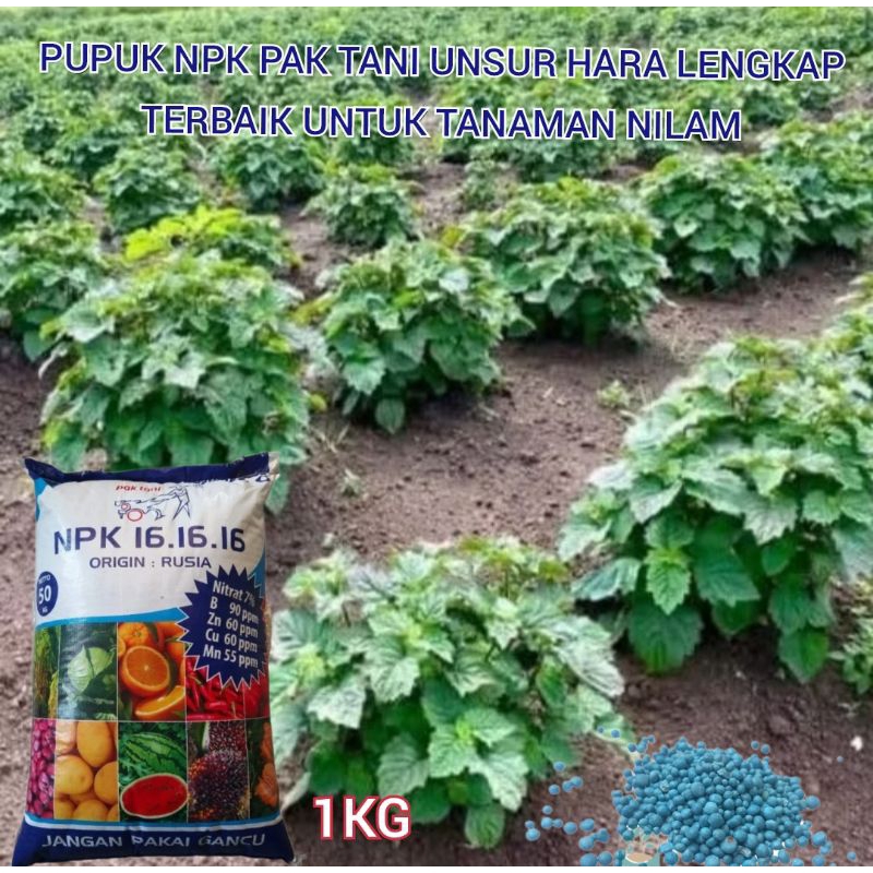 Jual PUPUK NPK 16.16.16 Pak Tani Mempercepat Pertumbuhan Tanaman Nilam dan meningkatkan rendamen ...
