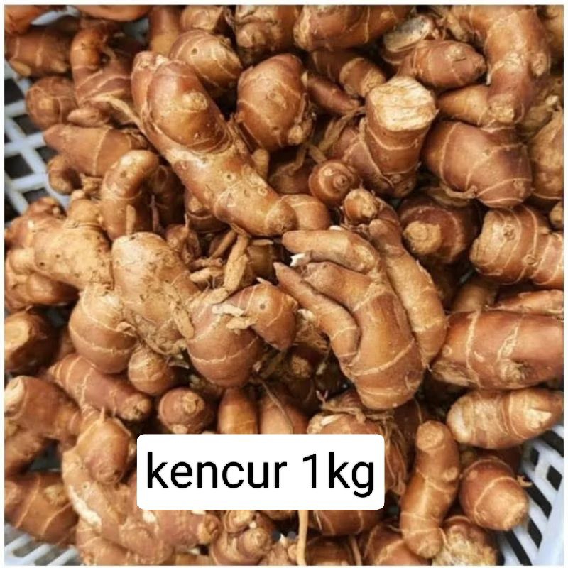 Jual Kencur tua 1kg asli Boyolali/bumbu dapur/cingur | Shopee Indonesia