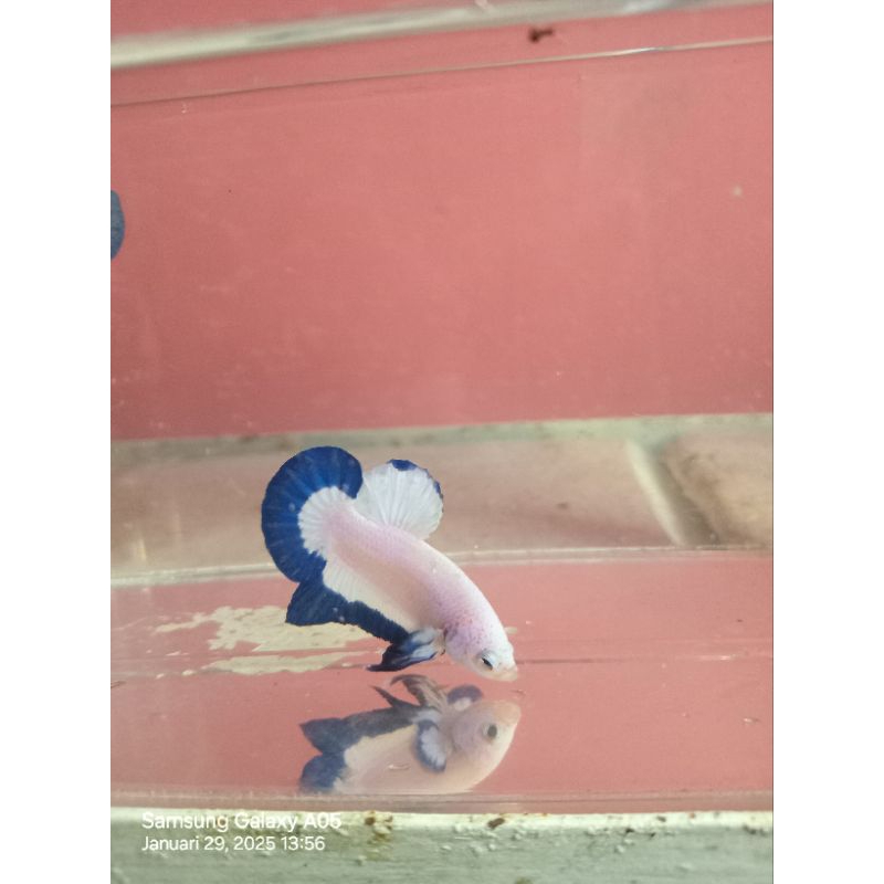 Jual stiker bahan pk blue rim | Shopee Indonesia