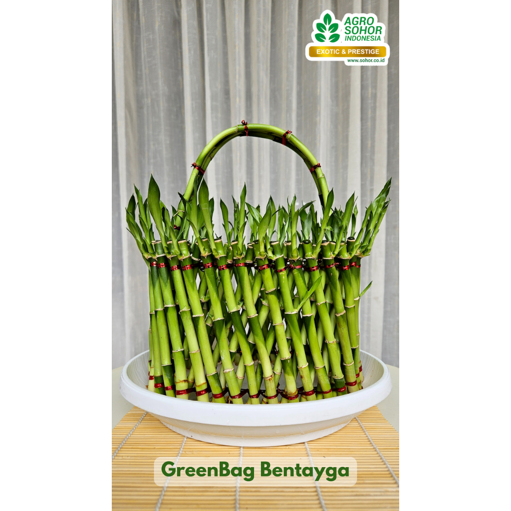 Jual GreenBag Bentayga Liveplant by Agro Sohor | Shopee Indonesia