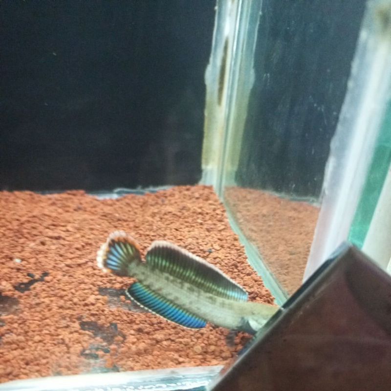 Jual kardus Peking andaro | Shopee Indonesia