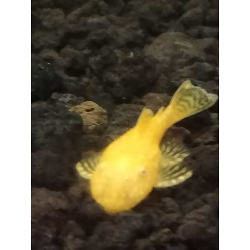 Jual Pleco Brushmouth L144 Slayer dan Non Slayer Aquascape | Shopee ...