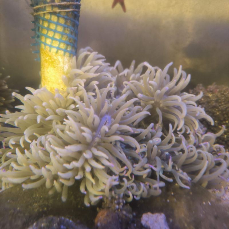 Jual anemon susu atau model putih rumah nemo | Shopee Indonesia