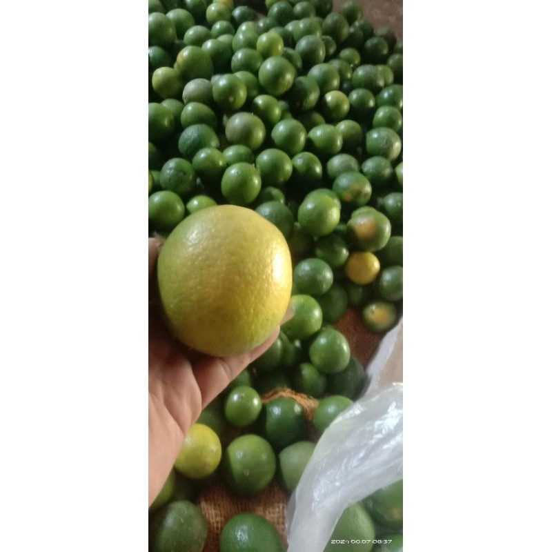 Jual Lemon california segar 1kg /Jeruk Lemon Segar / buah lemon segar ...
