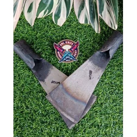 Jual DODOS SAWIT/DODOS SAWIT PALM KING /SEBLANG GALI TANAH/DODOS A1 ...