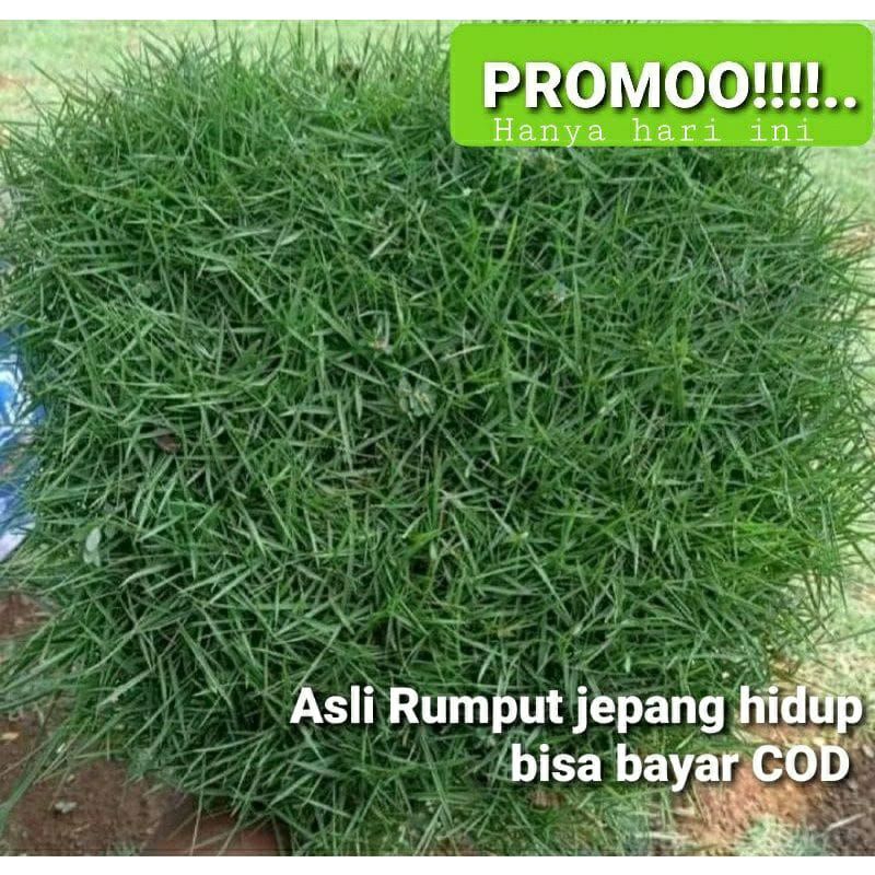 Jual Tanaman rumput Jepang hidup atau rumput Jepang Peking ukuran 15x15 ...