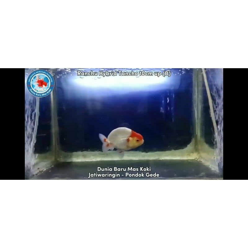 Jual Ikan Mas Koki Ranchu Hybrid Tancho 10cm up | Shopee Indonesia