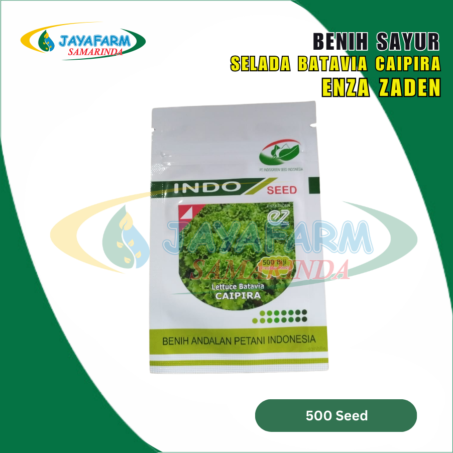 Jual Benih Bibit Tanaman Sayur Selada Batavia Caipira 500 Seed Indo Seed ‒ EZ | Shopee Indonesia