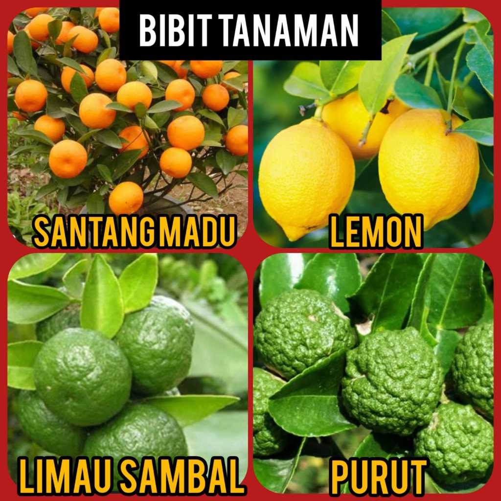 Jual Paket 4 Bibit Jeruk ( Santang Madu, Lemon, Limo , Purut ) | Shopee ...
