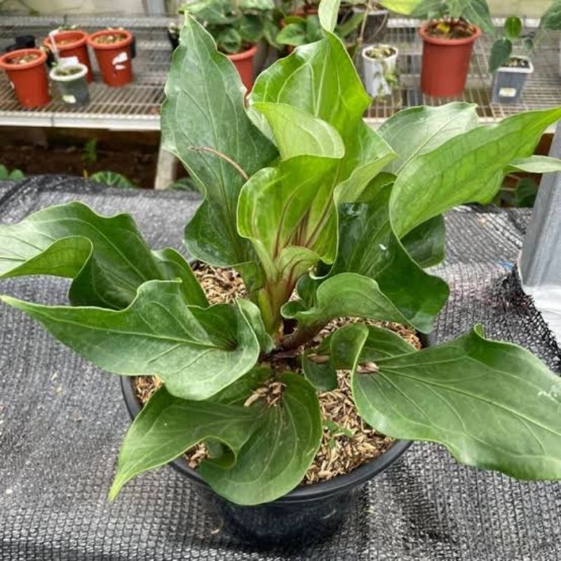 Jual Anturium Obor Merah (Real pict Gambar 2 dan 3) | Shopee Indonesia