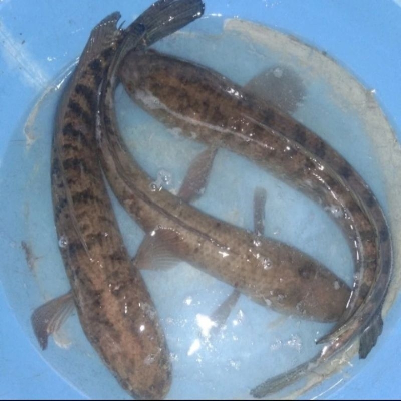 Jual Ikan Gabus Segar Dari Hidup | Shopee Indonesia