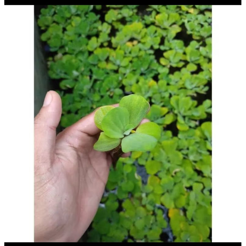 Jual dpurplepark- APU APU TANAMAN AIR TANAMAN APUNG KIAMBANG 10 PCS ...