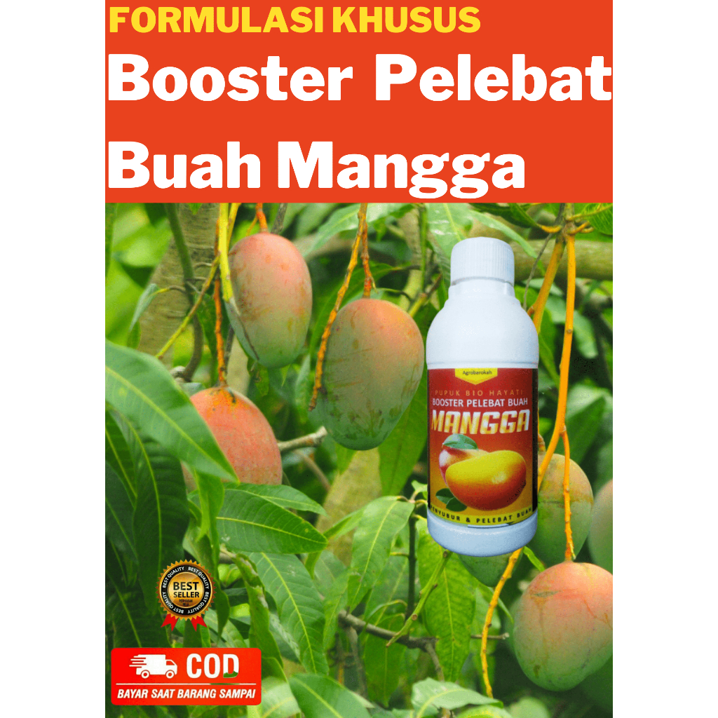 Jual Pupuk Pelebat Mangga Pupuk Booster Pelebat Buah Mangga Obat Pelebat Buah Mangga Organik ...