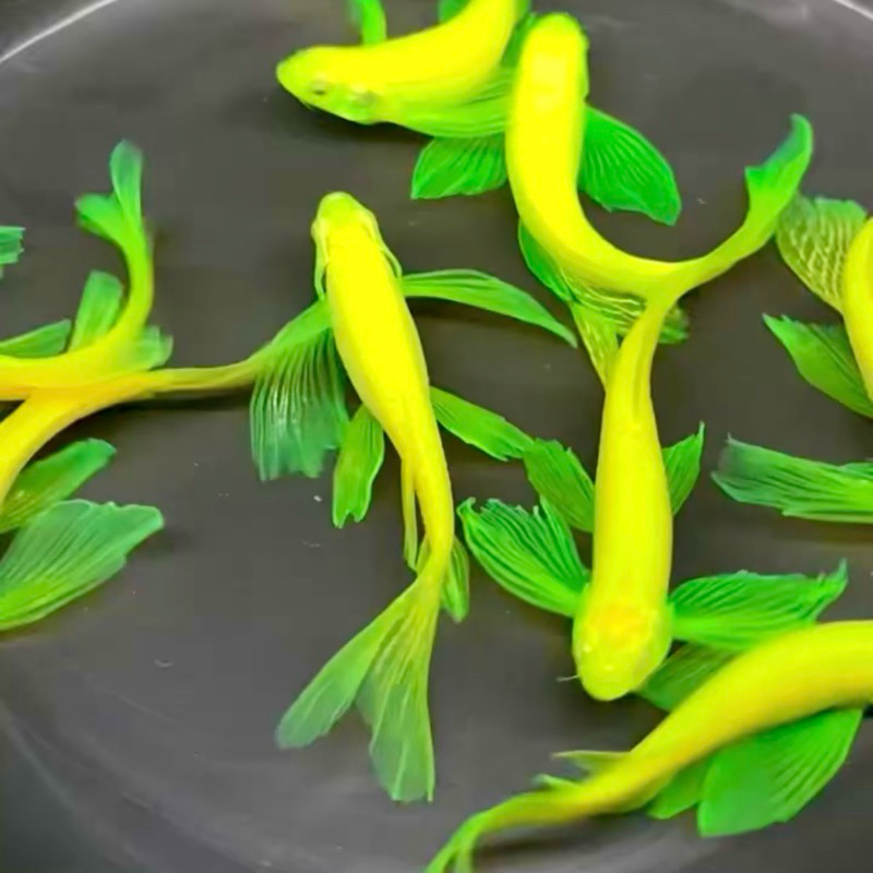 Jual Danio Slayer Kuning Induk Super Jumbo XXL Warna Kuning Slayer ...
