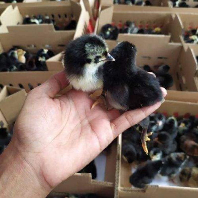 Jual DOC AYAM KAMPUNG KUB - ANAK AYAM KAMPUNG UNGGUL BALITBANGTAN (KUB ...