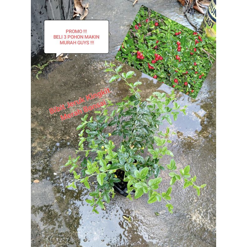 Jual BIBIT TANAMAN BONSAI JERUK KINGKIT MERAH ( POHON REZEKI / BERKAH ...