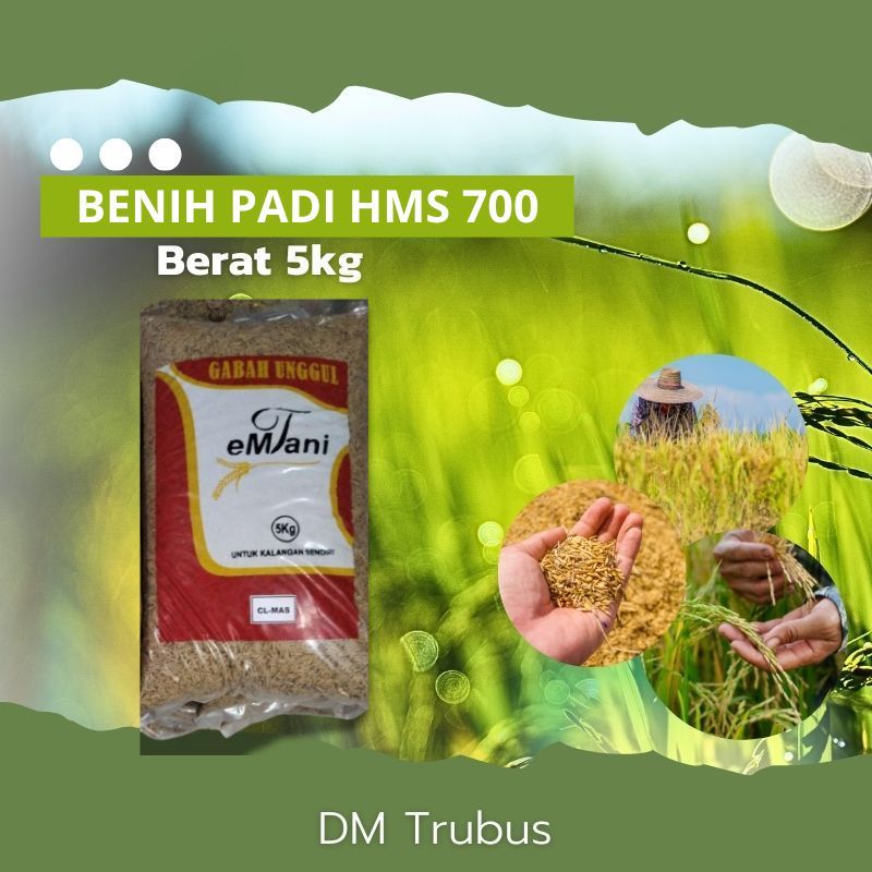 Jual BIBIT BENIH PADI HMS700 HMS 700 ORIGINAL TERBARU EMTANI ORIGINAL KUALITAS TERJAMIN GALUR ...