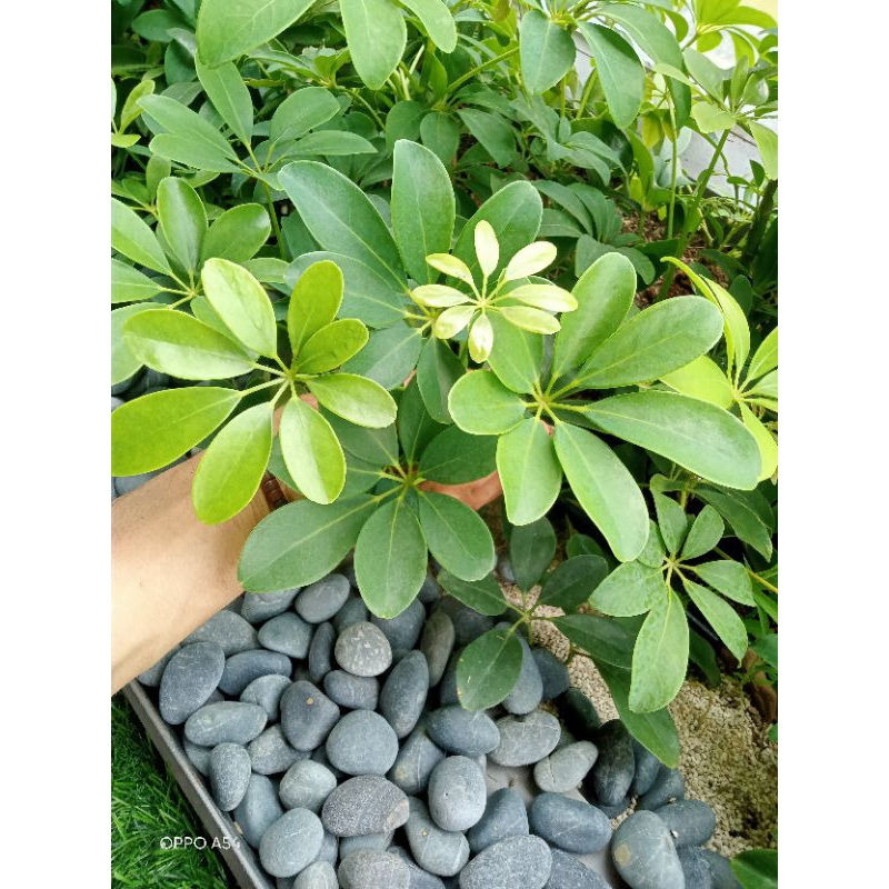 Jual tanaman wali songo mini - pohon wali songo - tanaman hias | Shopee ...