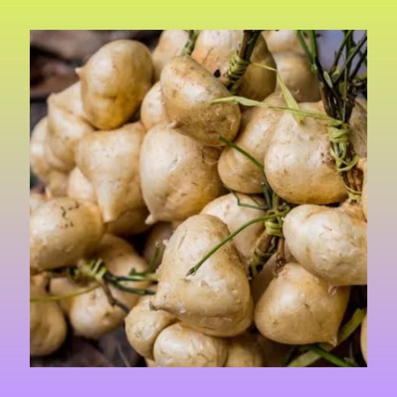 Jual Bengkuang Fresh mentah 1 kg | Bengkoang buah | bengkuang super ...