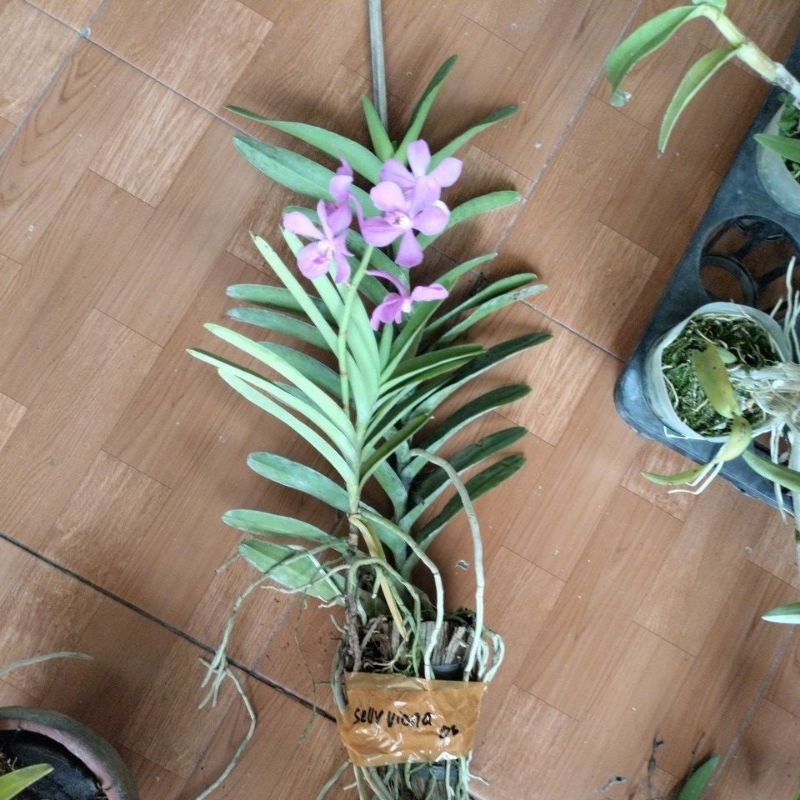 Jual vanda dewasa siap bunga 3 plant | Shopee Indonesia