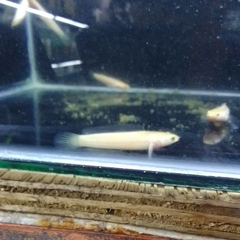 Jual KETAPANG GOLDEN PULCHRA 5-7 CM | Shopee Indonesia