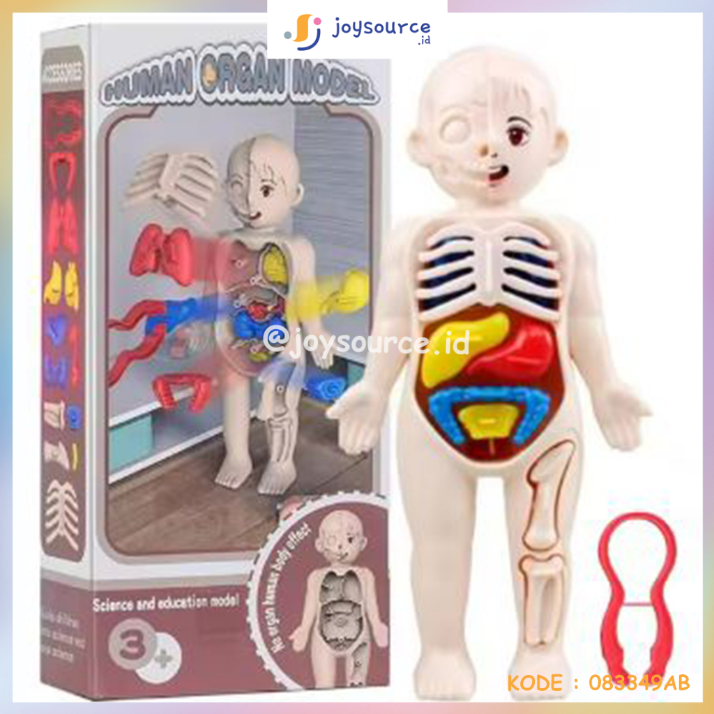 Jual Mainan Edukasi Human Body Anatomy Model Tubuh Manusia untuk Anak-anak Alat Belajar Model 3D ...