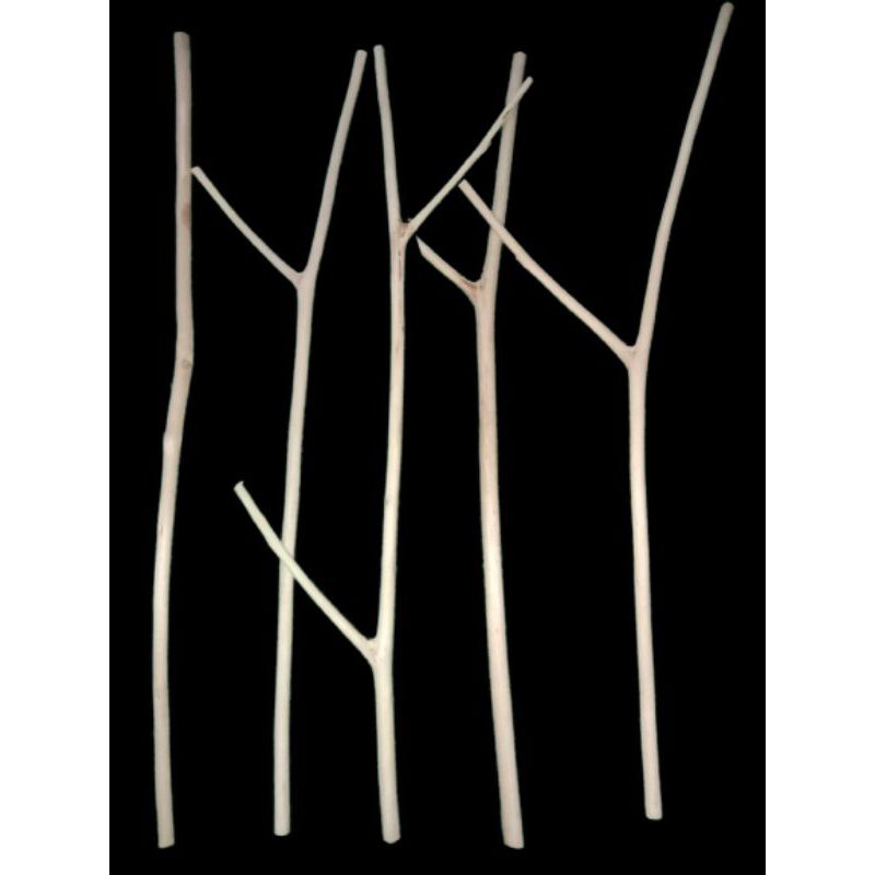 Jual ranting kayu kering bercabang 30cm (20 batang) | Shopee Indonesia