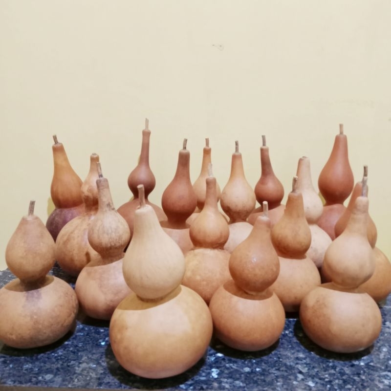 Jual Labu botol kendi china bottle gourd lagenaria hulu asli kering ...