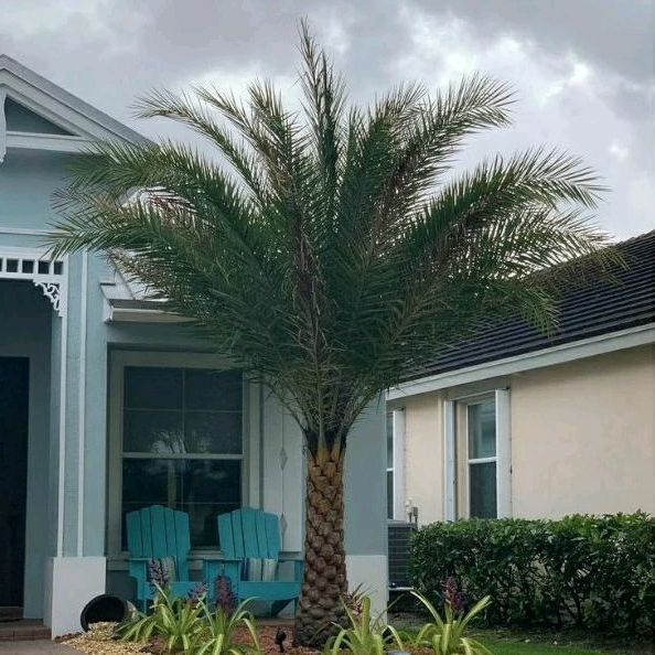 Jual Pohon palem Phoenix 1.5 meter palm Phoenix | Shopee Indonesia