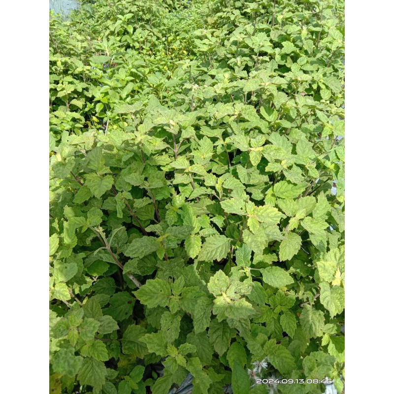 Jual bibit nilam asli dan segarr 10 batang | Shopee Indonesia