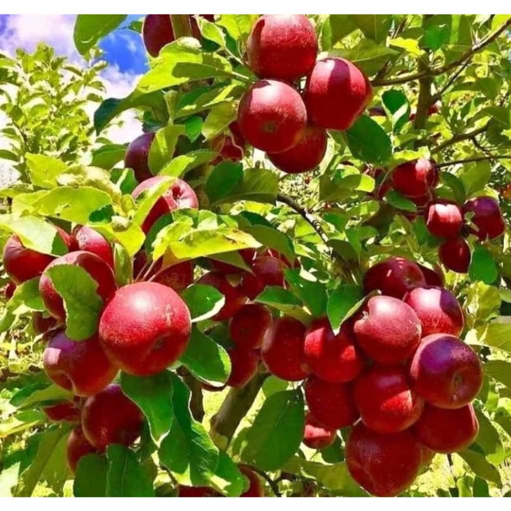 Jual BIBIT APEL FUJI OKULASI UNGGULAN | Shopee Indonesia