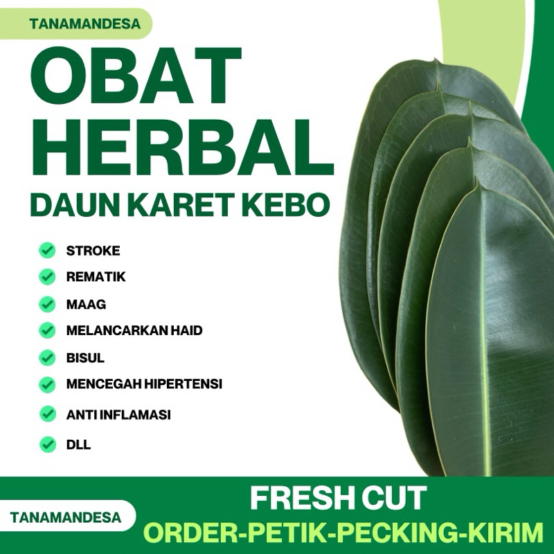 Jual DAUN KARET KEBO FRESH PERLEMBAR SEGAR LANGSUNG PETIK OBAT HERBAL ...