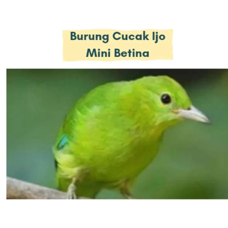 Jual burung cak ijo mini betina pilihan | Shopee Indonesia