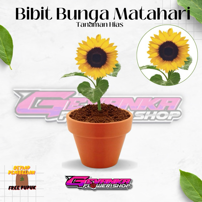 Jual Bunga MATAHARI SUNFLOWER - Bibit Tanaman Hidup Bunga Hias Matahari ...